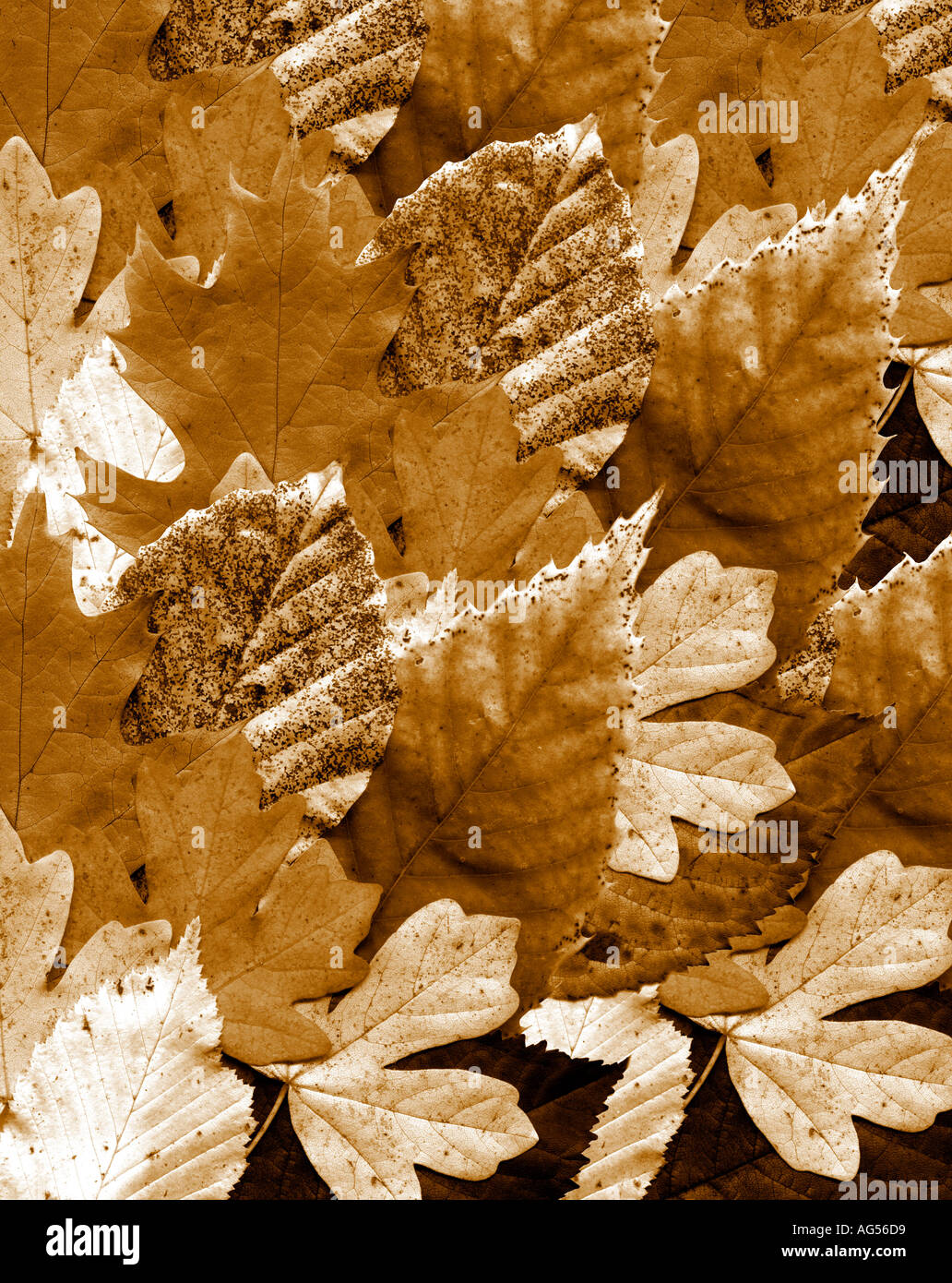 Digital leaves hi-res stock photography and images - Alamy