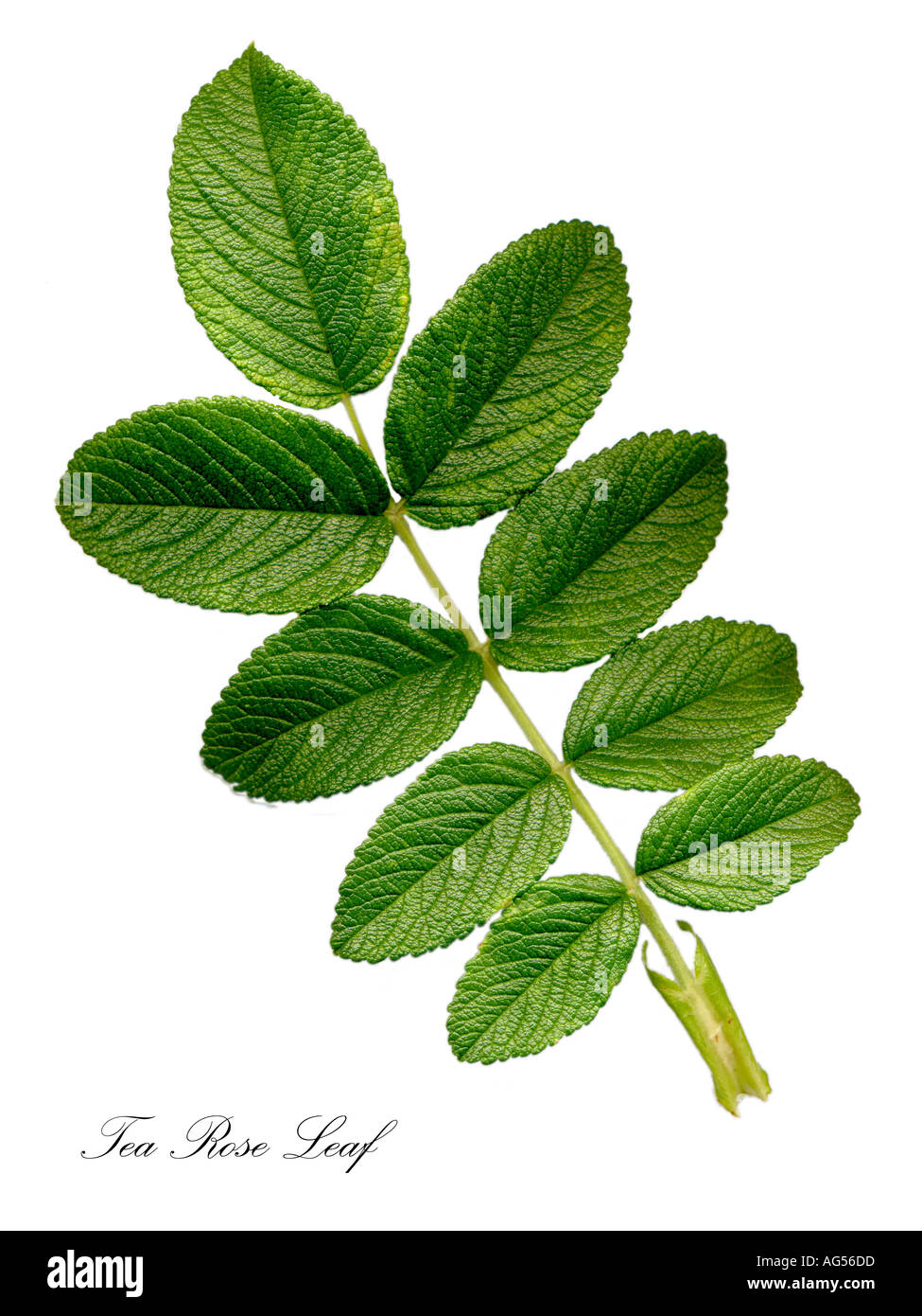 Tea Rose Leaf Stock Photo - Alamy