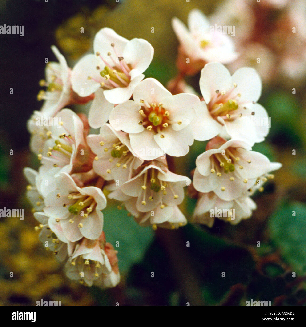 White flower alpine plant hi-res stock photography and images - Alamy