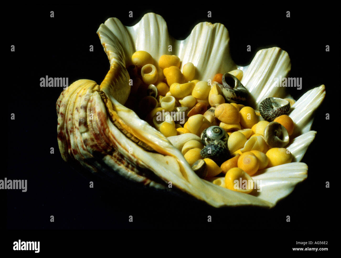 A Collection of Small Seashells from European Beaches Contained Within ...