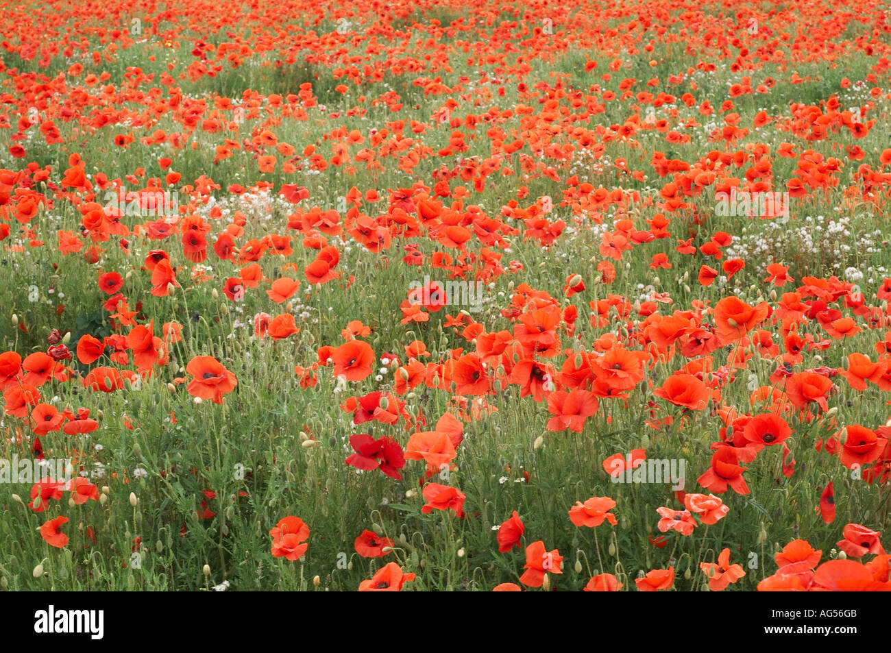 poppy set a side farm land Stock Photo - Alamy