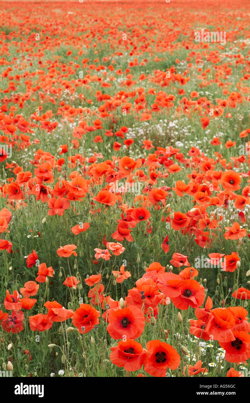 poppy set a "side farm land Stock Photo - Alamy