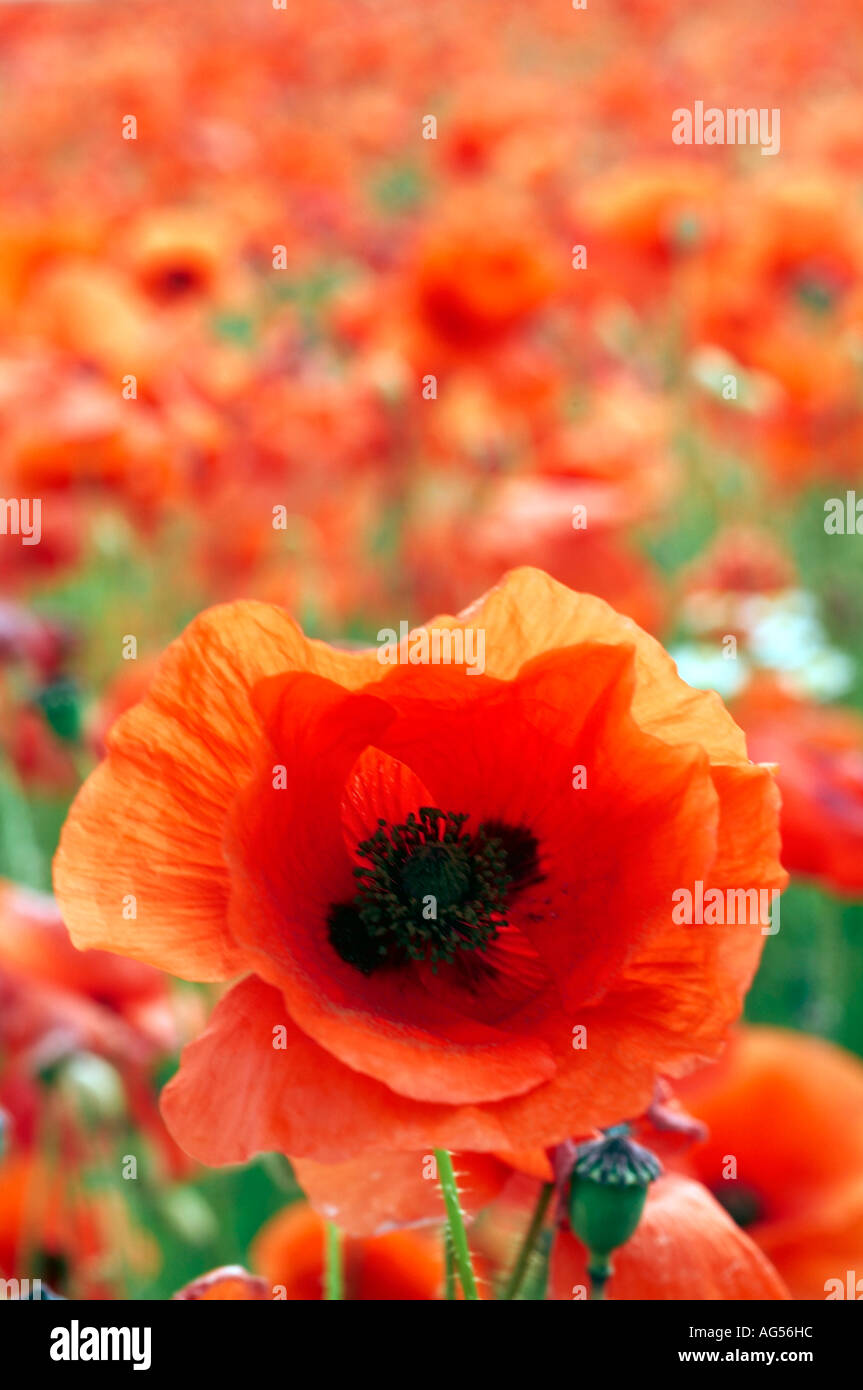 poppy flower in bloom efflorescence Stock Photo - Alamy