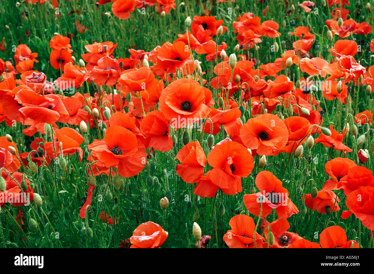 Popy fields field popy of hi-res stock photography and images - Alamy