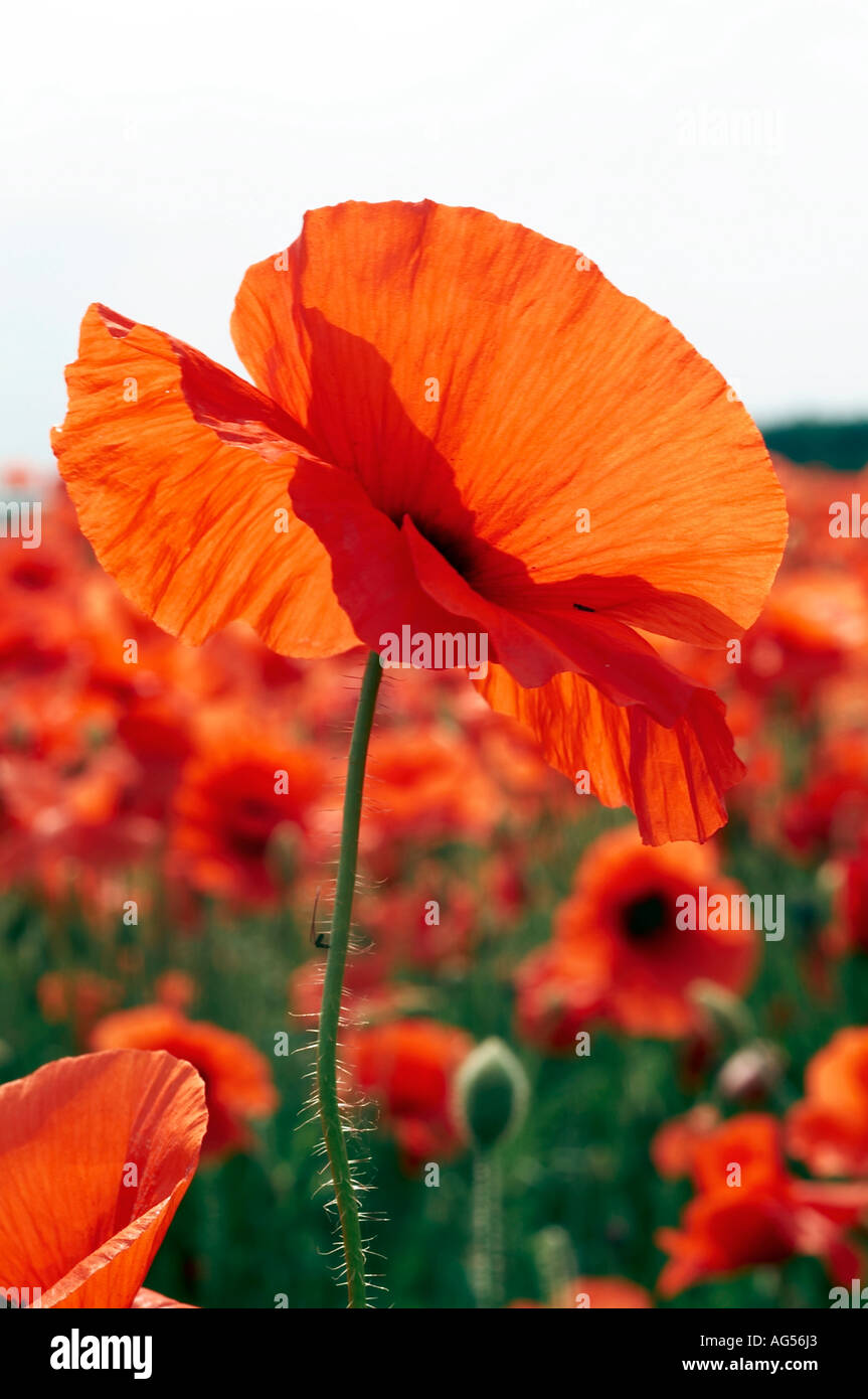 Poppy fields field popy of hi-res stock photography and images - Alamy