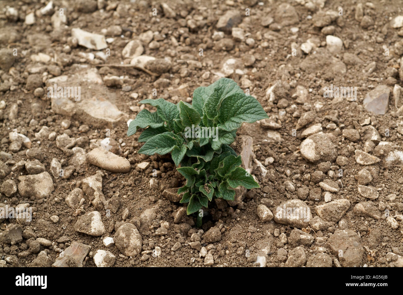 Young potato crop field England UK Solanum tuberosum Potatoes are the ...