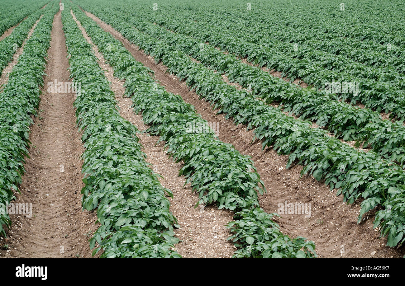 potato crop field England UK Stock Photo - Alamy
