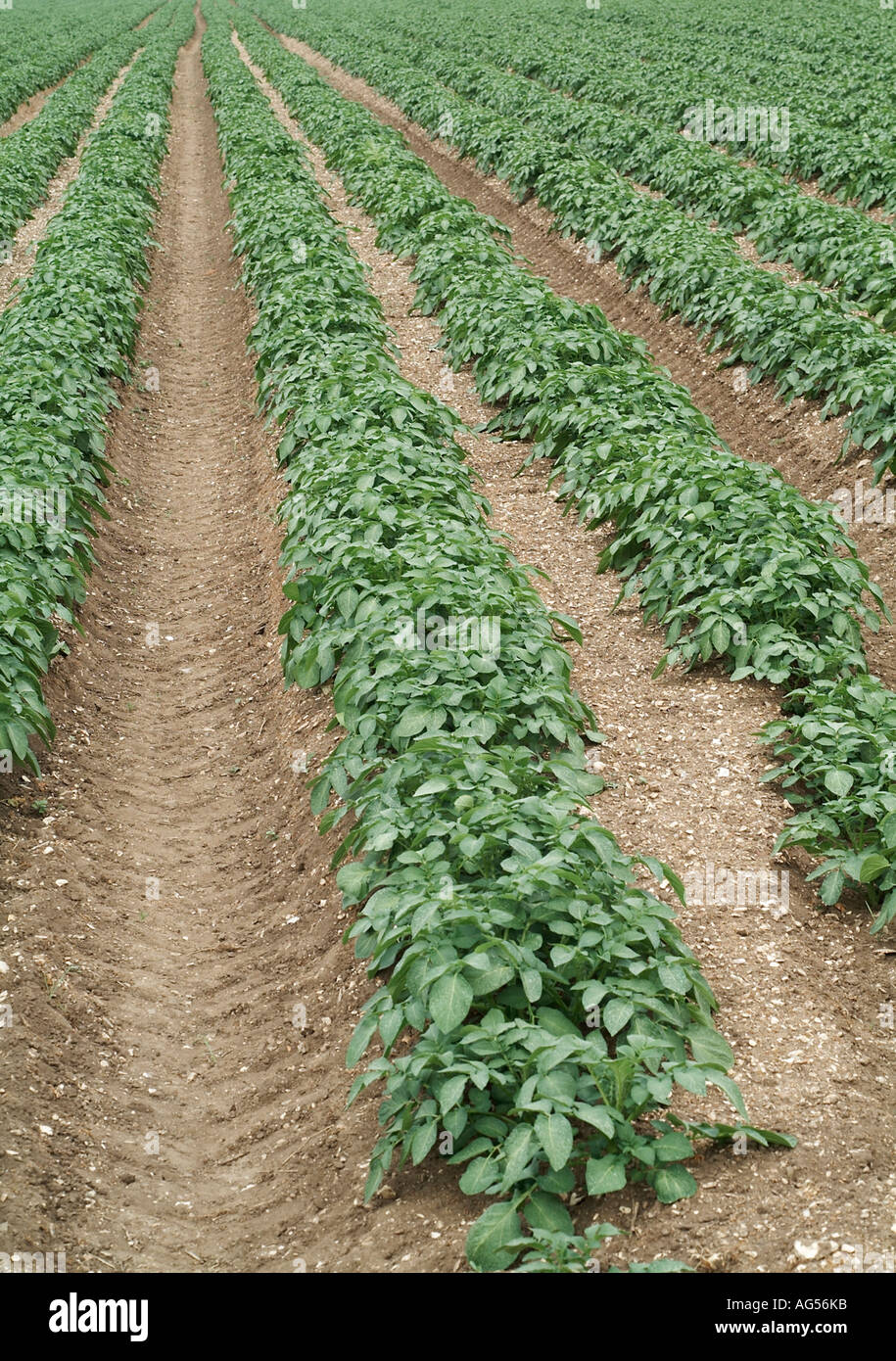 Young potato crop field rows England UK Stock Photo - Alamy