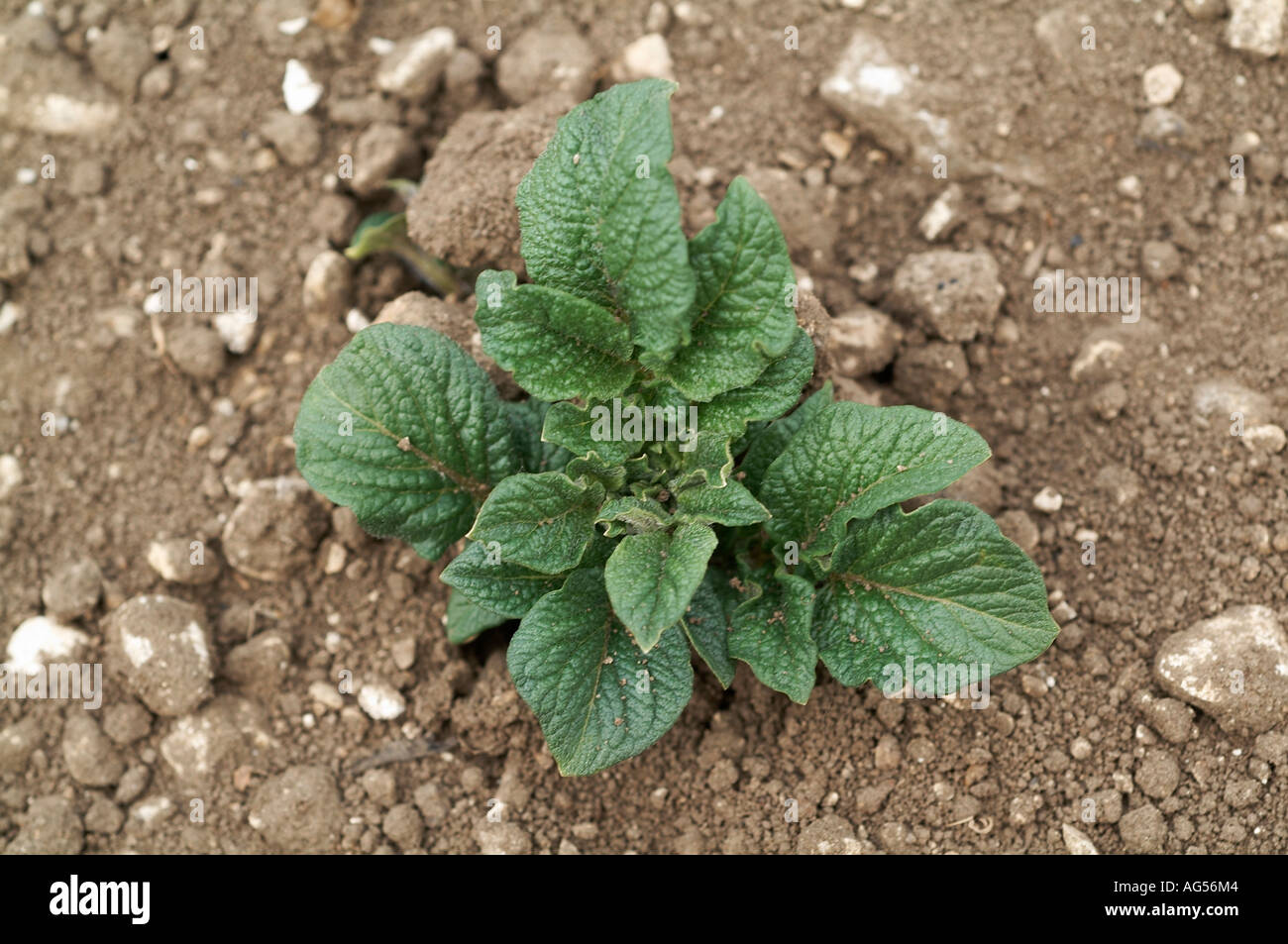Young potato grown tuber crop Stock Photo - Alamy
