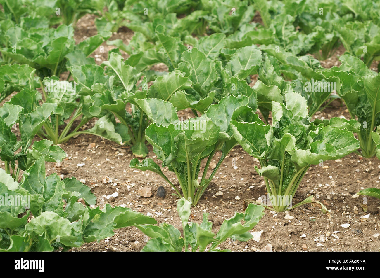 Maturing Sugar Beet crop Beta vulgaris, Chenopodiaceae Rows of a young ...