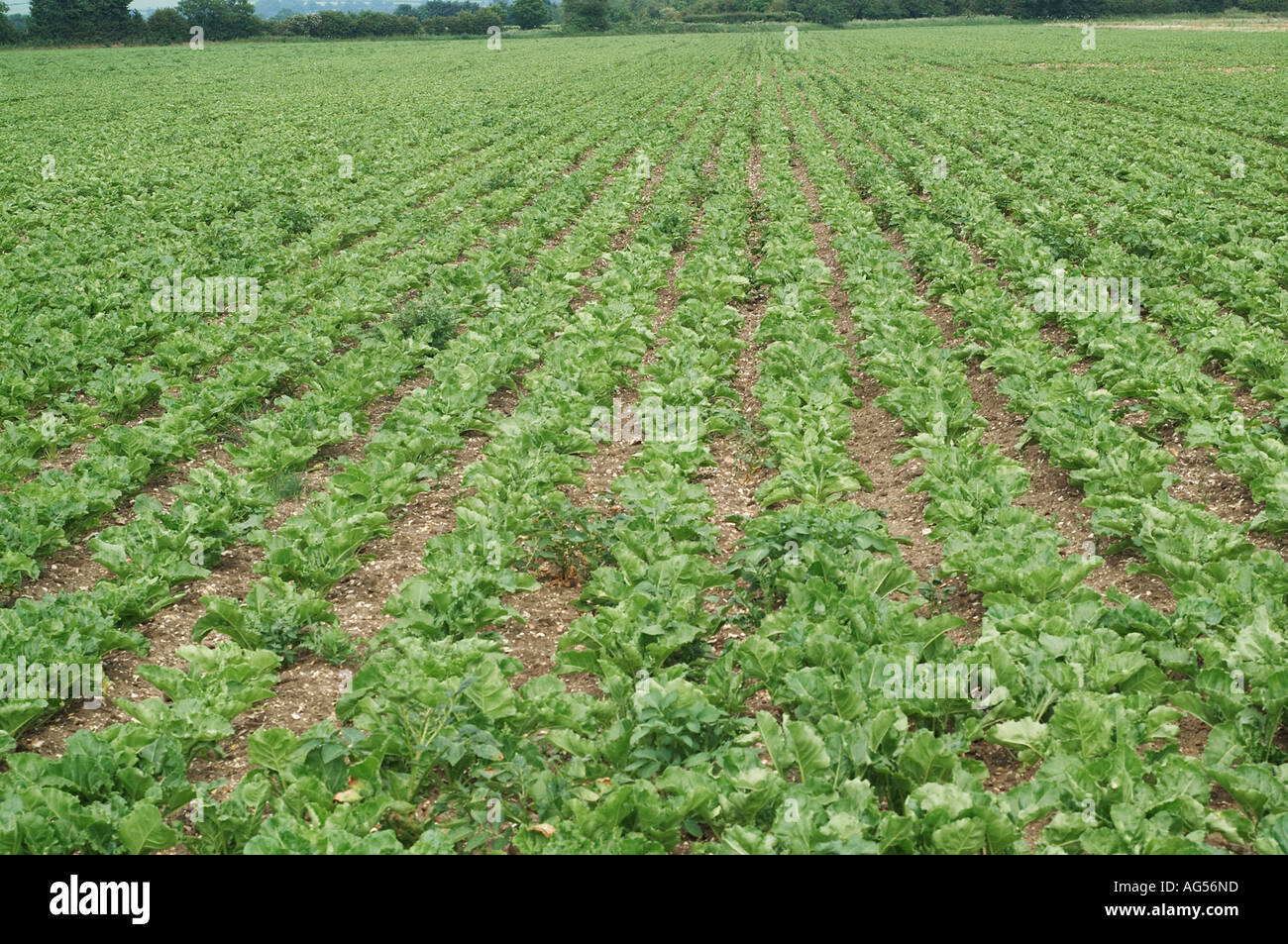 Maturing Sugar Beet crop Stock Photo - Alamy