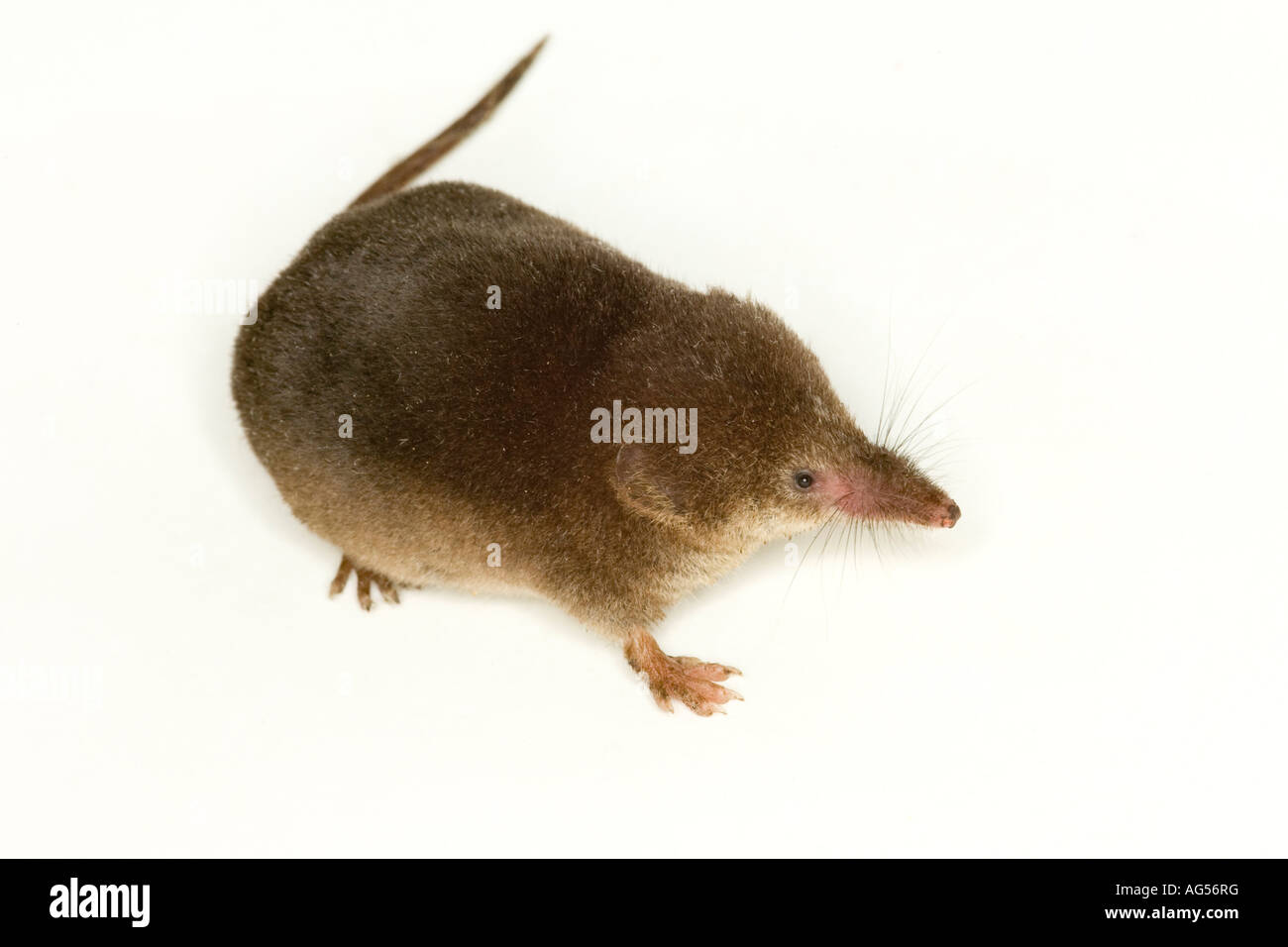 The shrew hi-res stock photography and images - Alamy