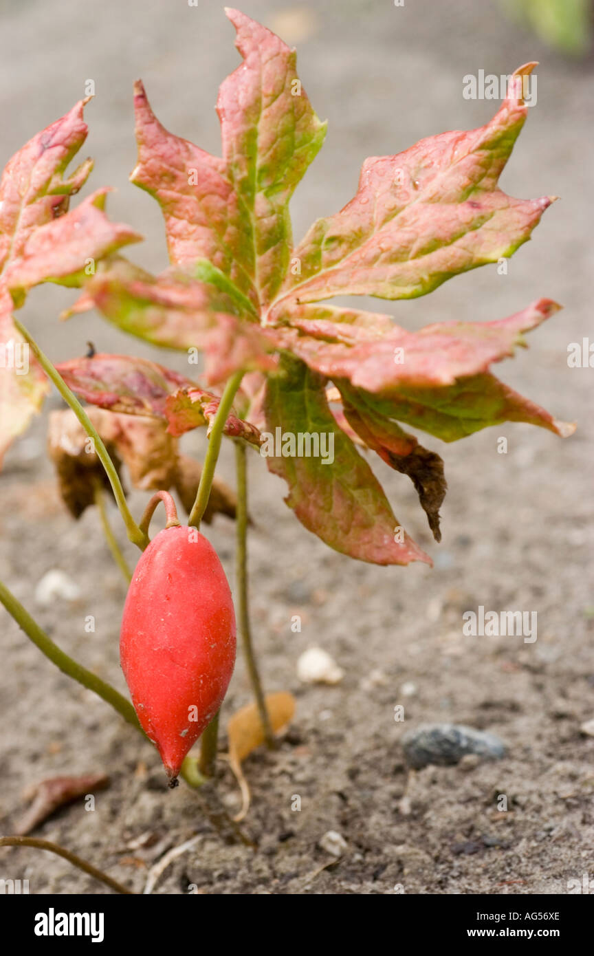 Red fruit od medicinal plant Himalayan Mayapple Berberidaceae ...