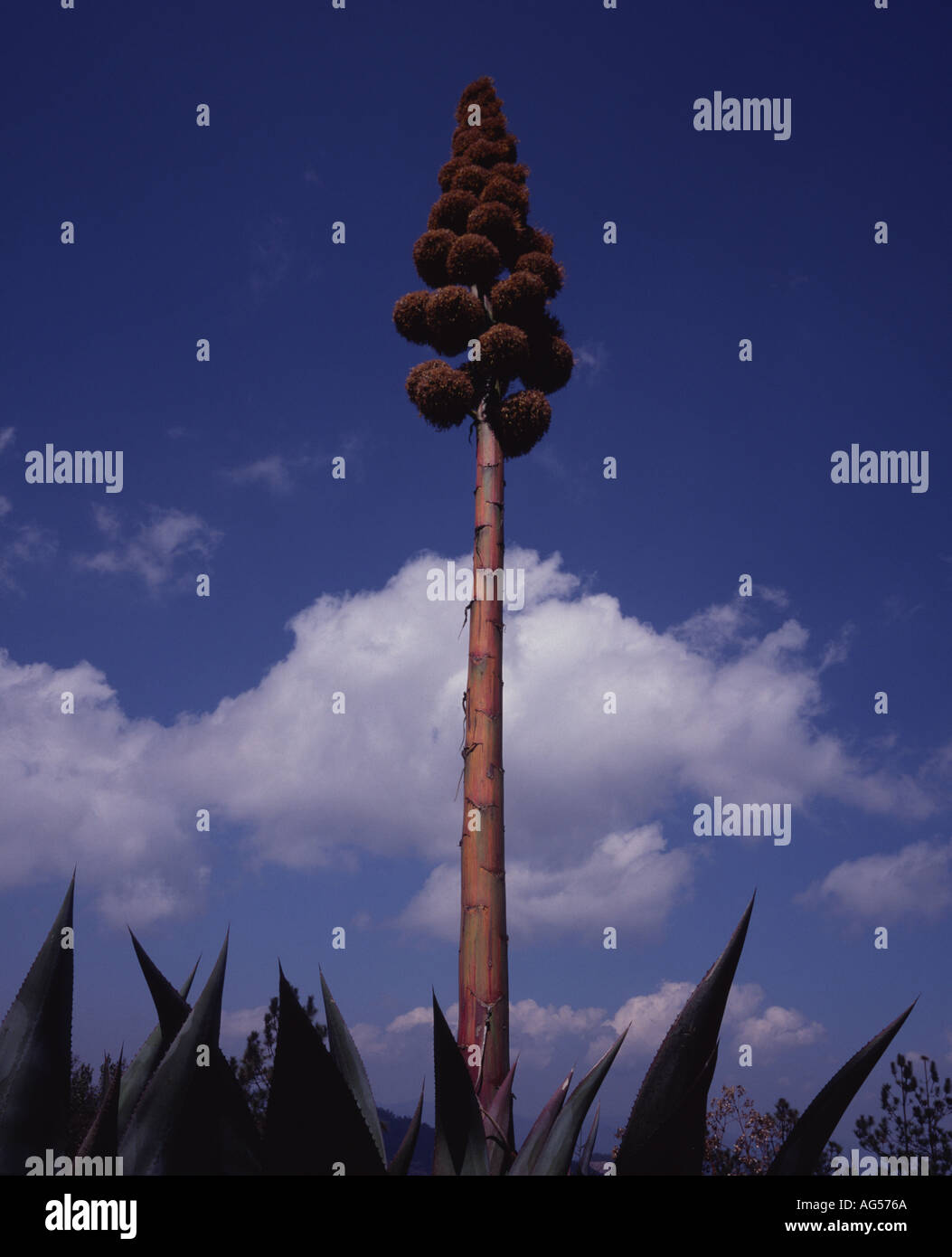 Agave or Maguey cactus in the Sierra Madre de Oaxaca pine-oak forests ...