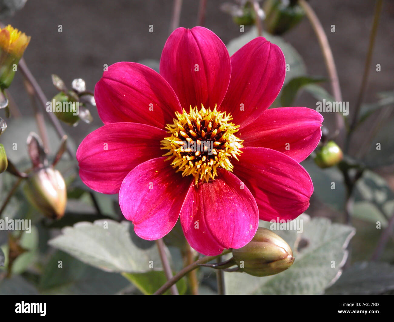 Crimson flower hi-res stock photography and images - Alamy