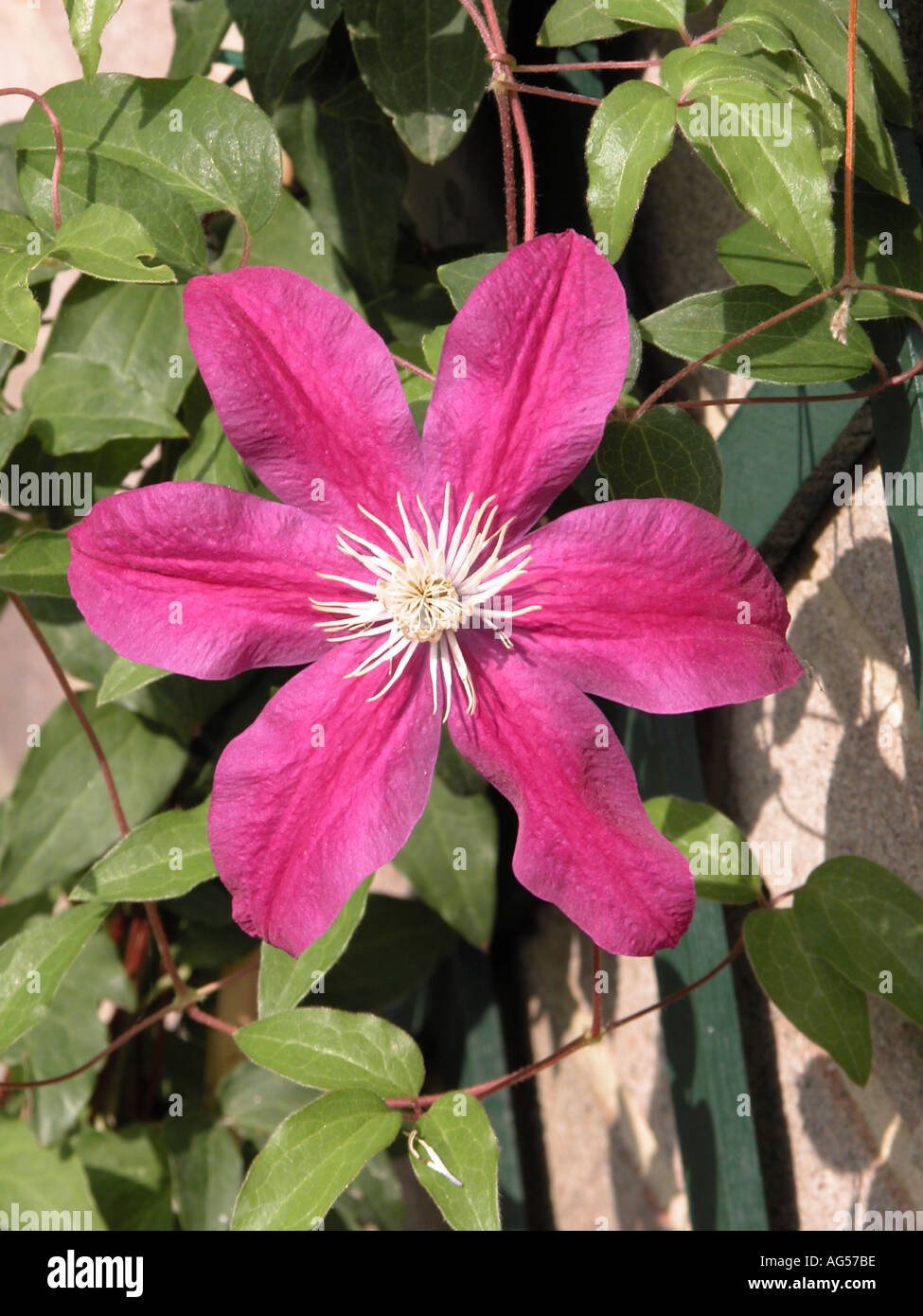 Crimson flower hi-res stock photography and images - Alamy