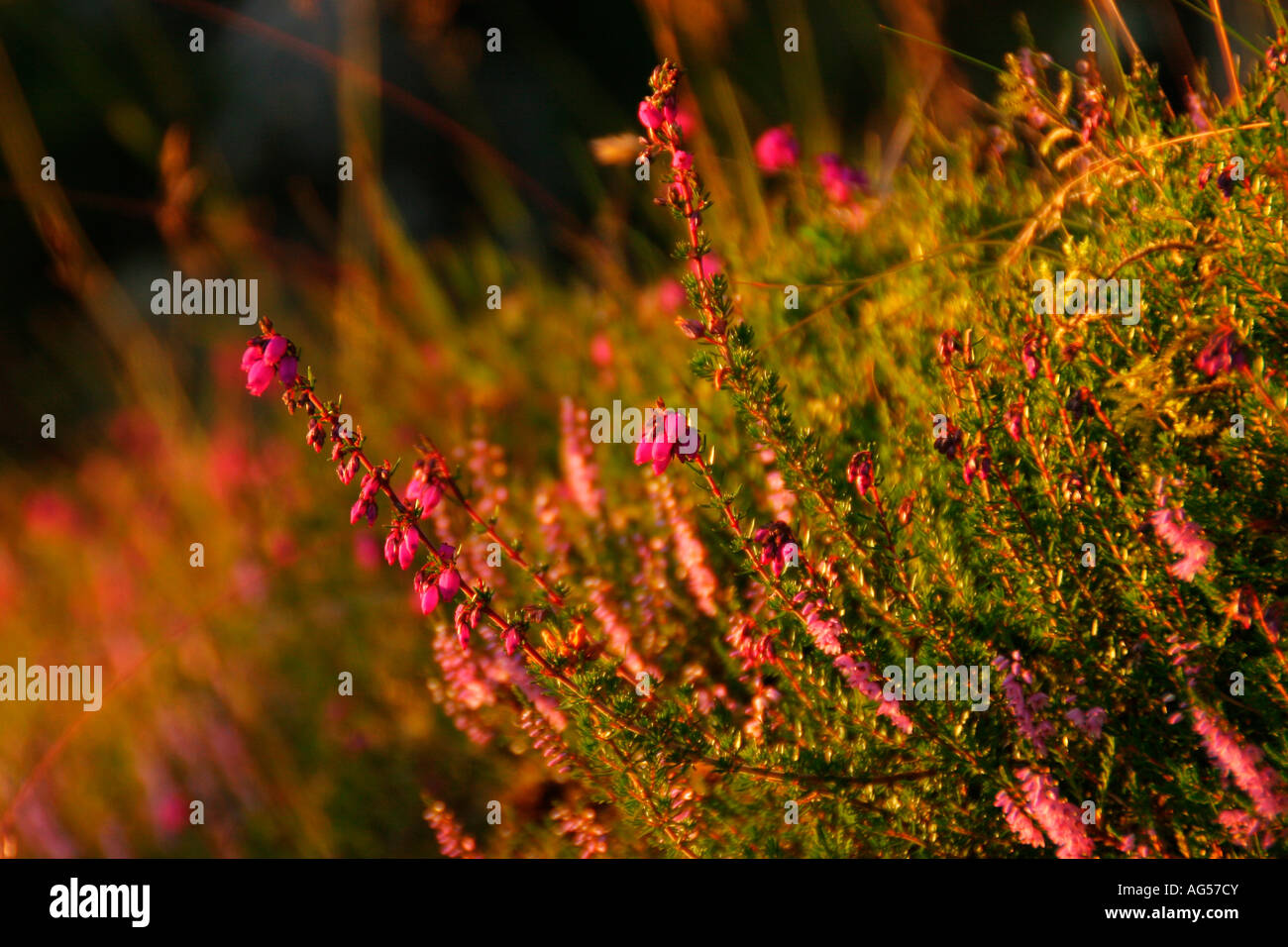 erica tetralix, cross leaved heath, scotland, uk Stock Photo - Alamy