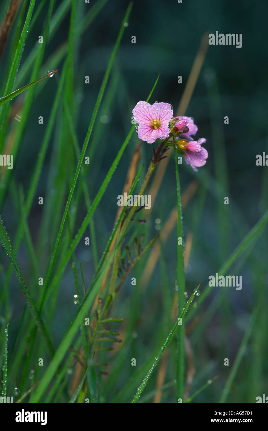 Dew covered cuckooflower among grasses Also known as ladys smock ...