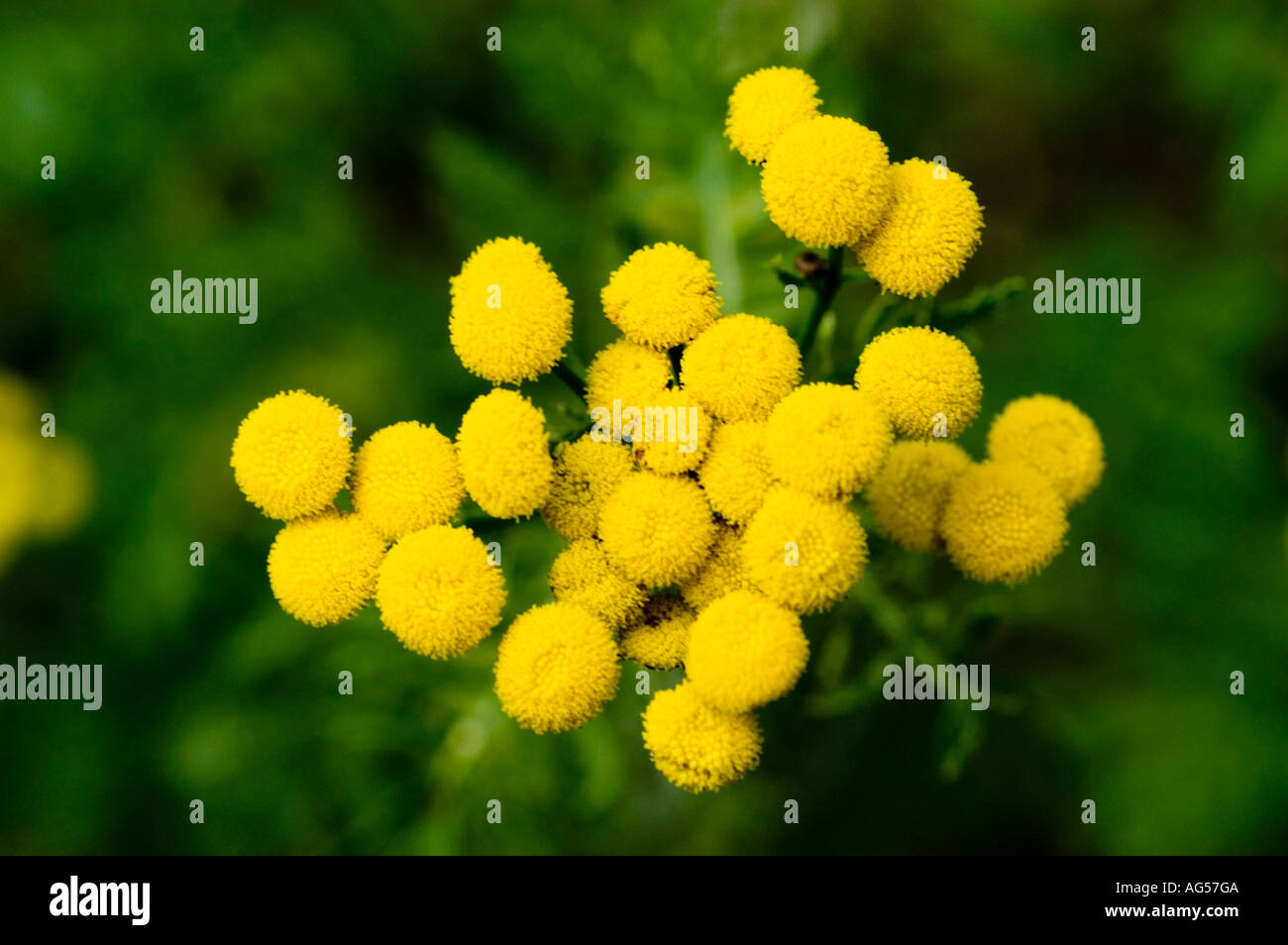 Yellow flowers of feverfew Tanacetum parthenium Europe Siberia Chile ...