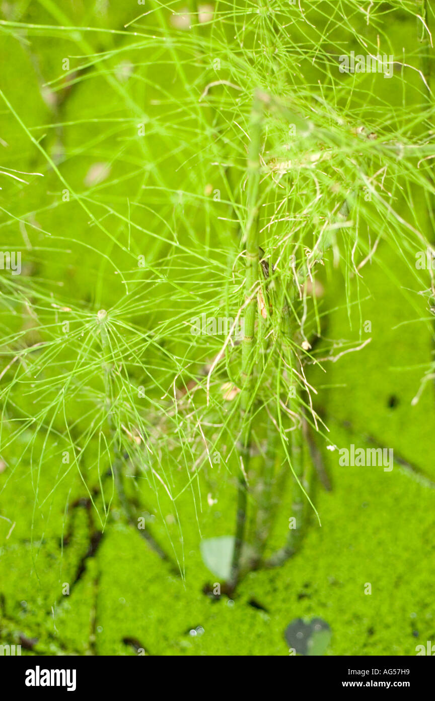 Green plant of Water Horsetail or Pipes River Horsetail Swamp Horsetail ...