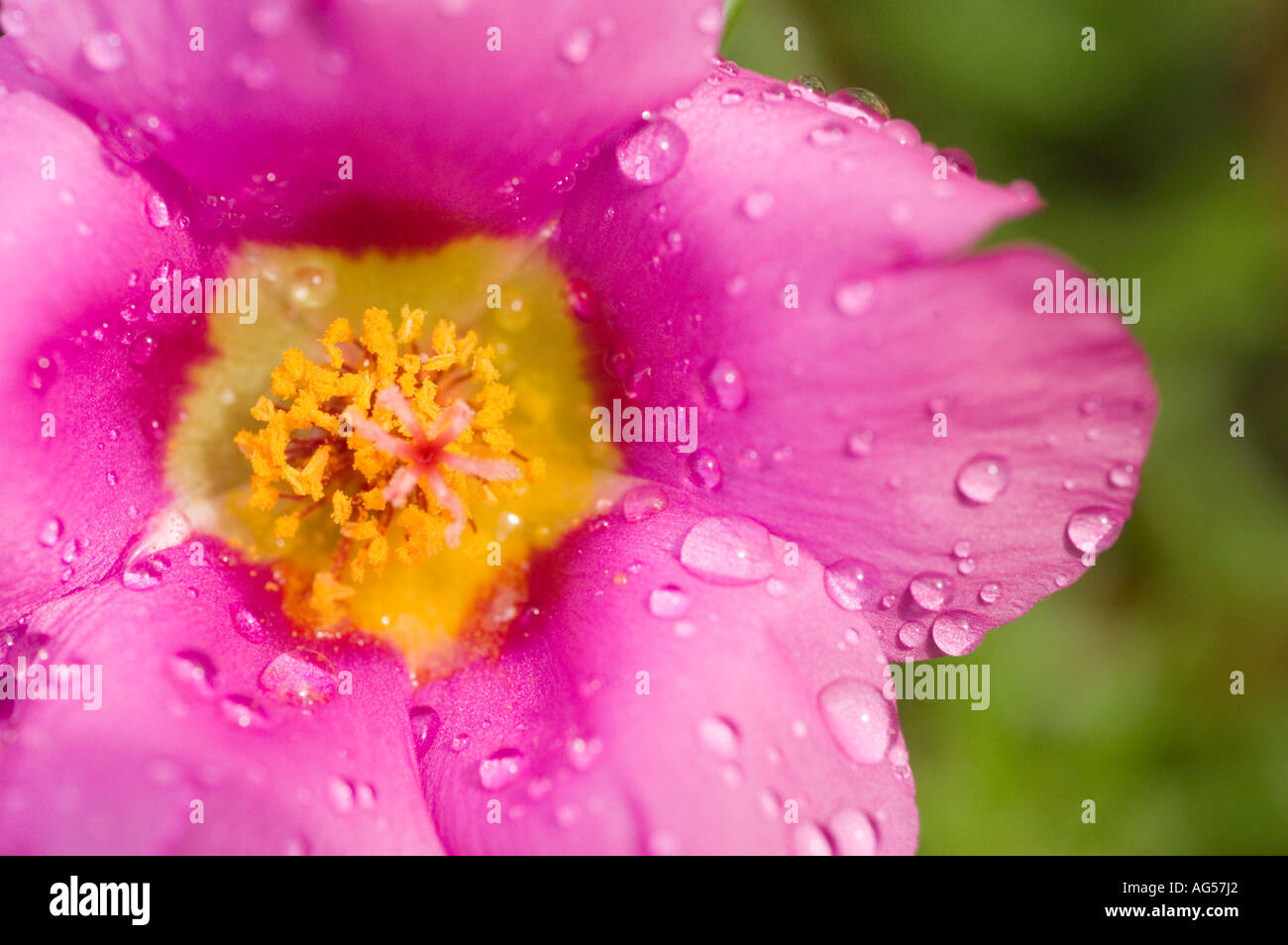 Violet flower of Moss rose with water drops Portulacaceae Portulaca ...