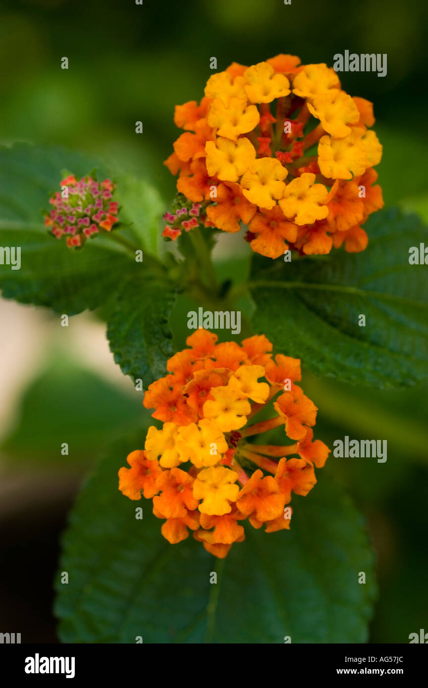 Orange flowers of lantana Verbenaceae Lantana camara Tropical America ...
