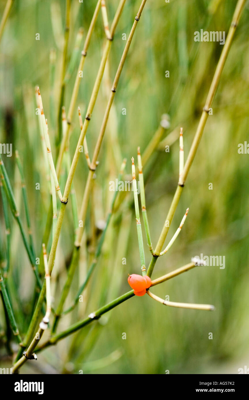 Red fruit on the stem of Ephedraceae Ephedra Stock Photo - Alamy