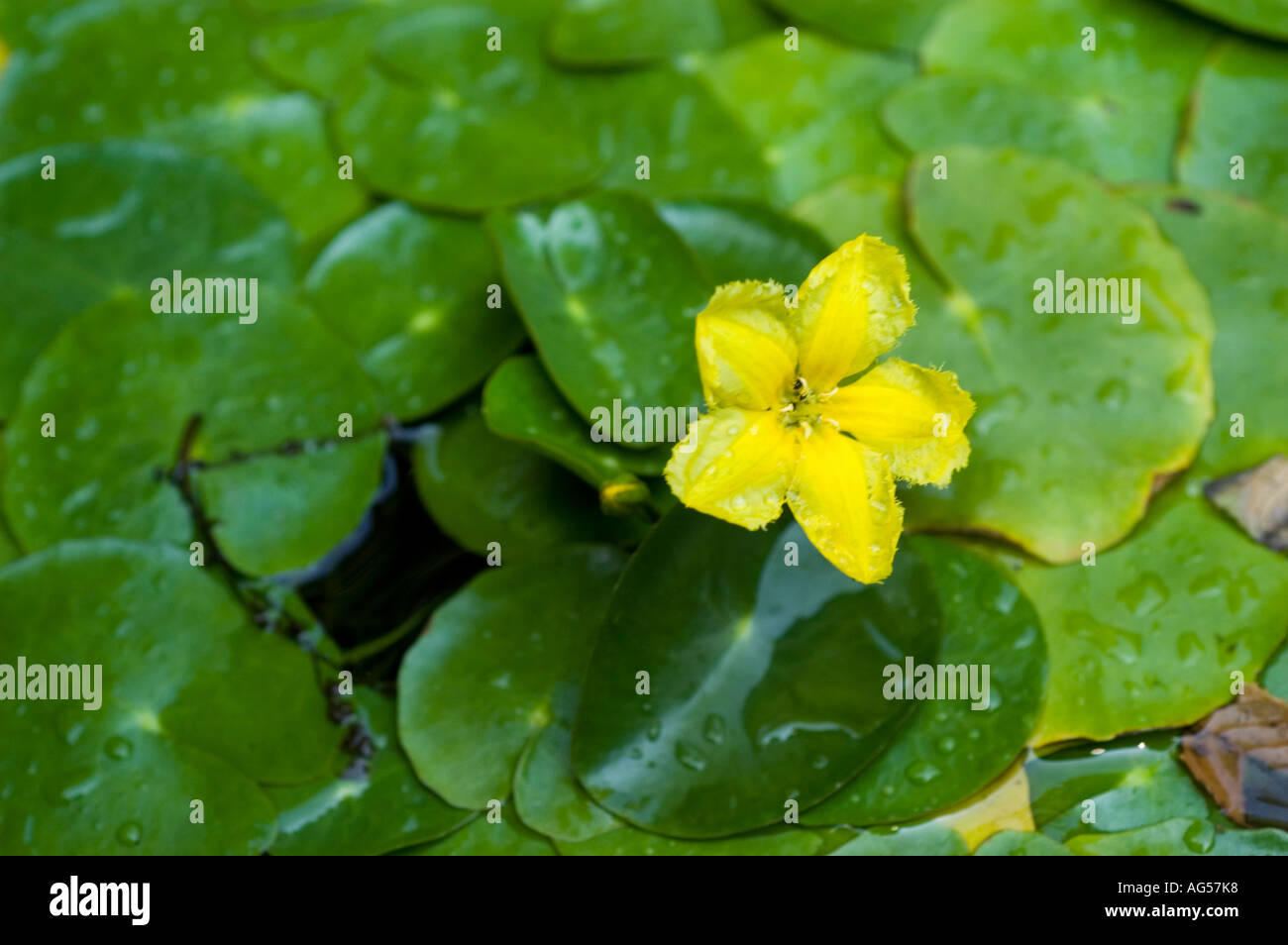 Flower of yellow floatingheart Menyanthaceae Nymphoides peltata Europe ...