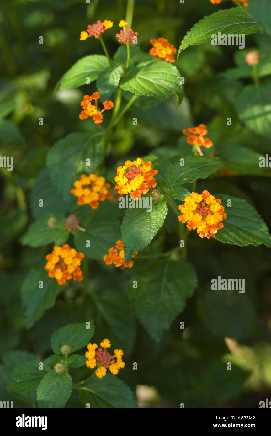 Orange flowers of lantana Verbenaceae Lantana camara Tropical America ...