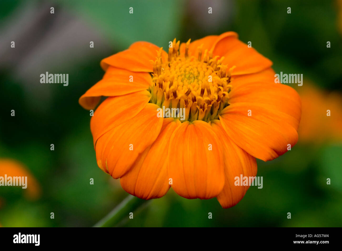 Mexican sunflower clavel de muerto hi-res stock photography and images ...