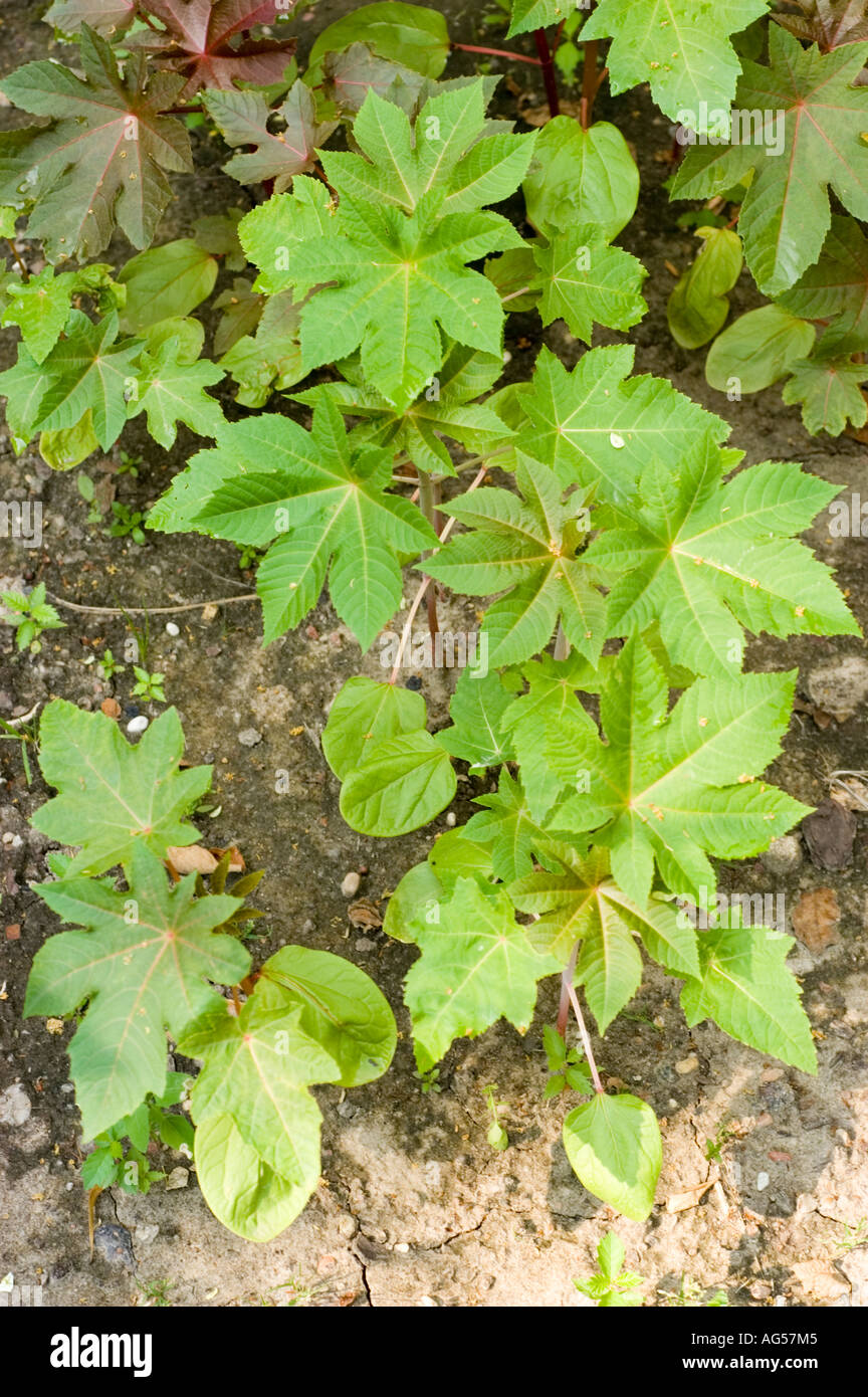 Medicinal plant Castor Bean Mamona Ricino Mamoeiro Ricinus communis ...