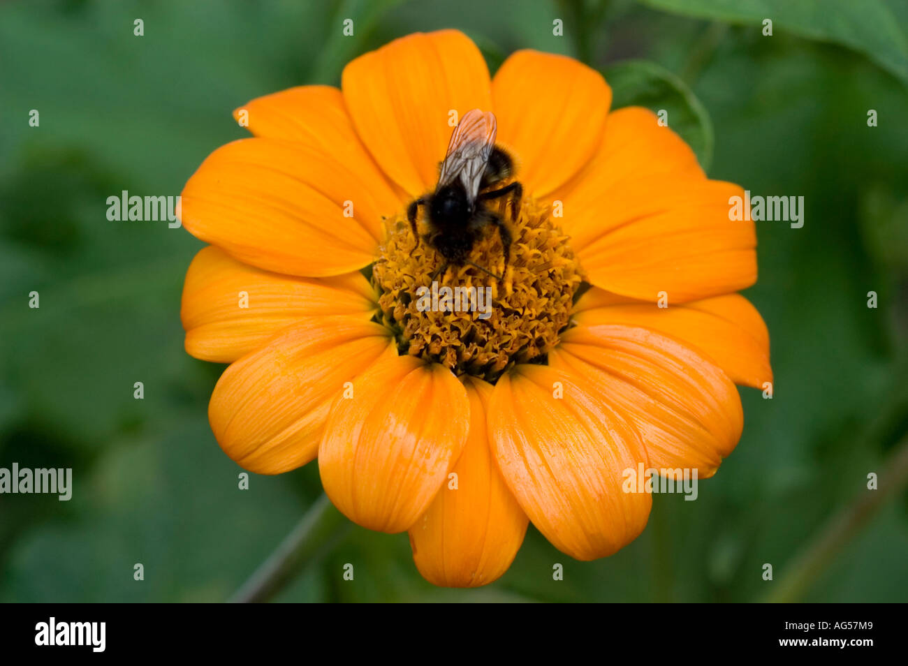 Orange flower closeup of clavel de muerto or mexican sunflower ...