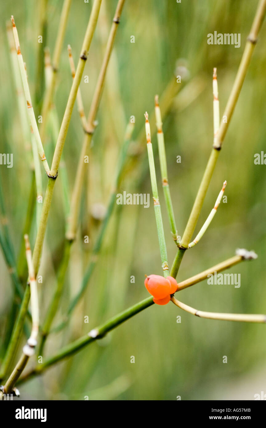 Red fruit on the stem of Ephedraceae Ephedra Stock Photo - Alamy