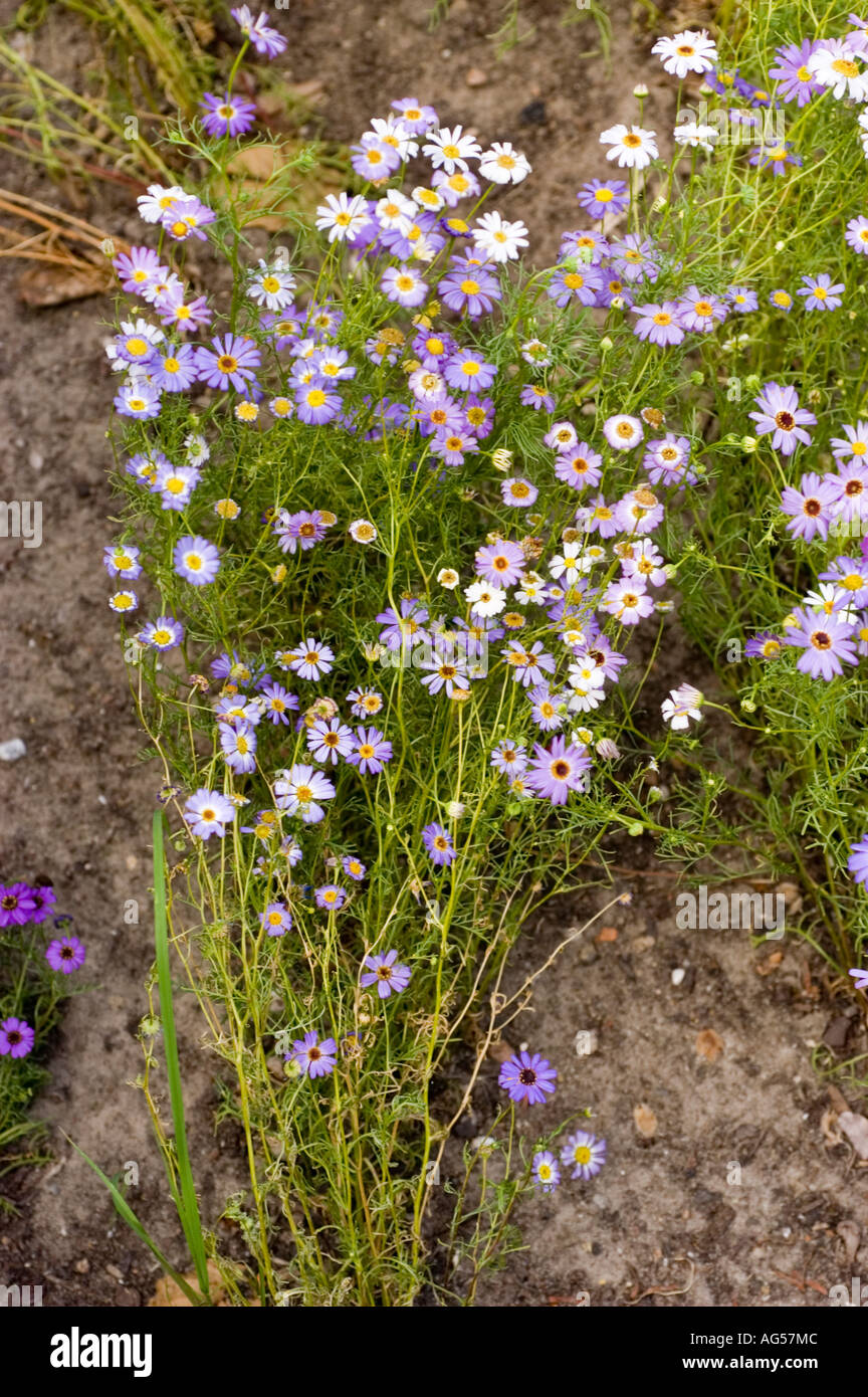 Swan River Daisy flowers Compositae Brachycome iberidifolia Australia ...