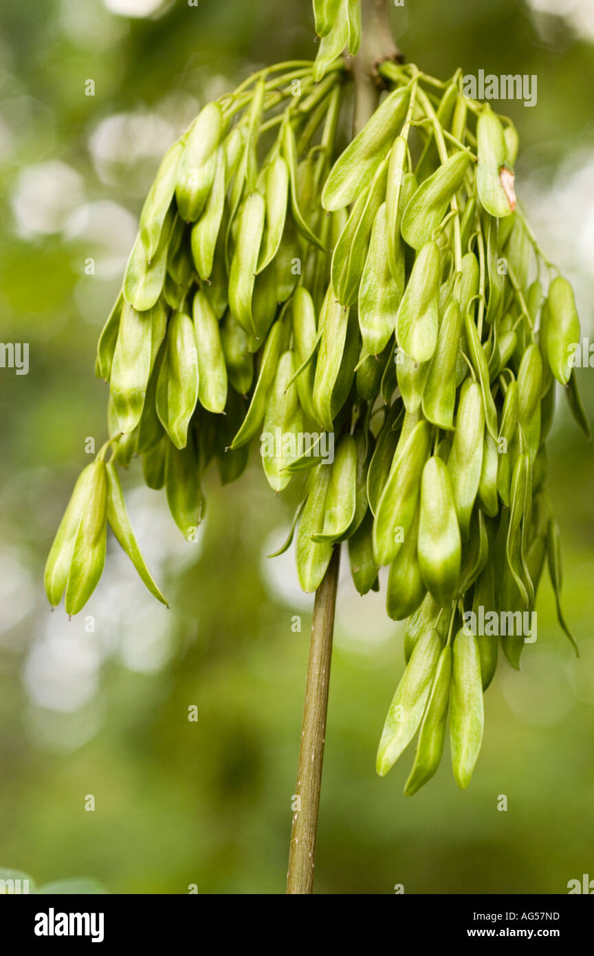 Seeds of Weeping Ash Oleaceae Fraxinus excelsior Pendula Stock Photo ...