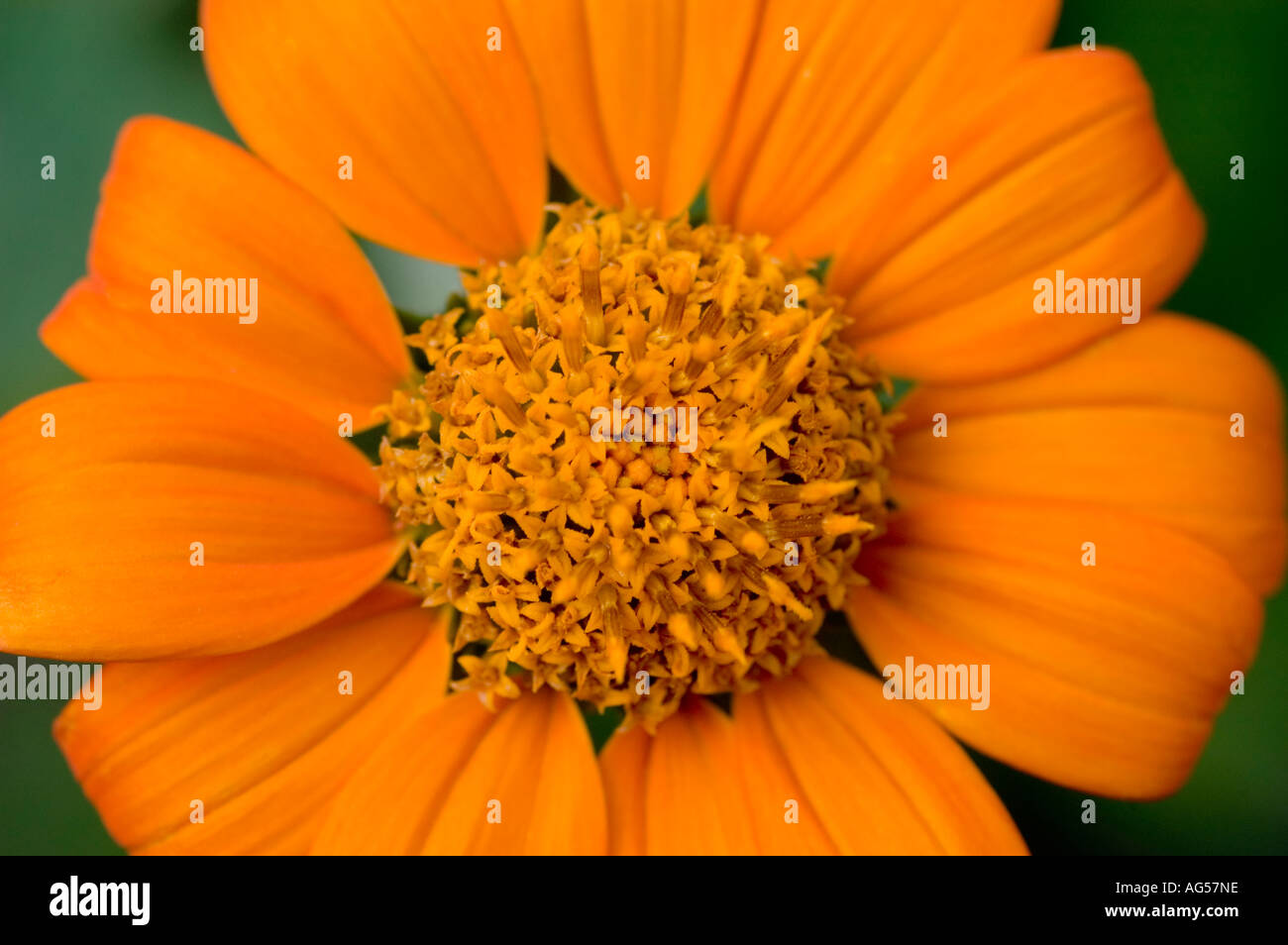 Orange flower closeup of clavel de muerto or mexican sunflower ...