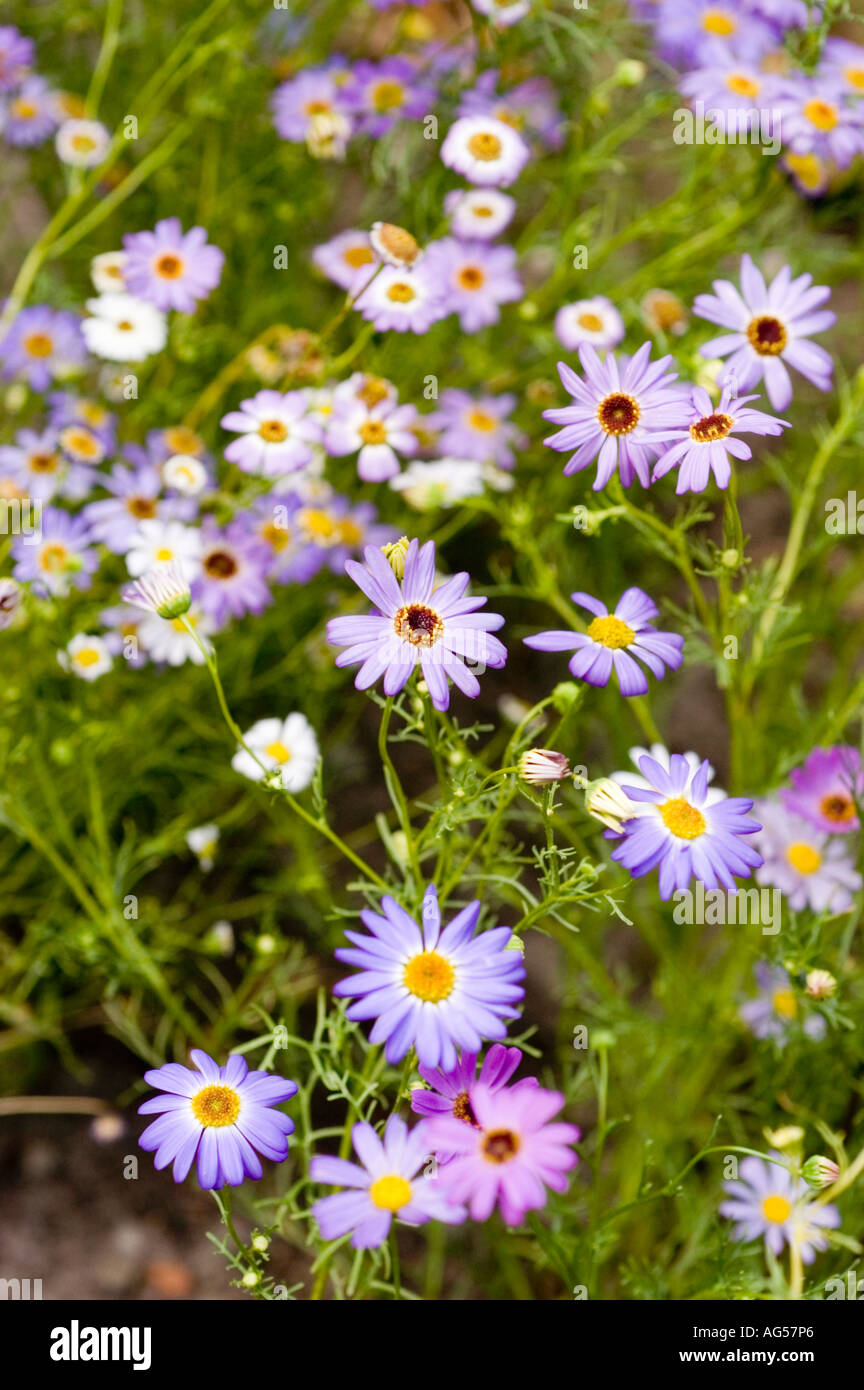 Swan River Daisy Flowers