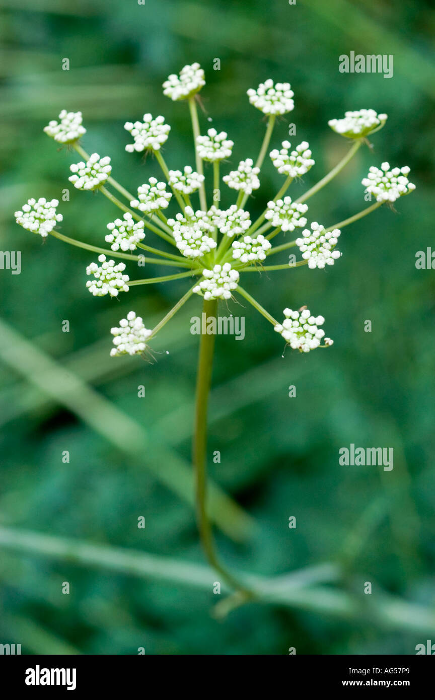 Close-up of white flowers of broad leaved spignel (Peucedanum cervaria ...