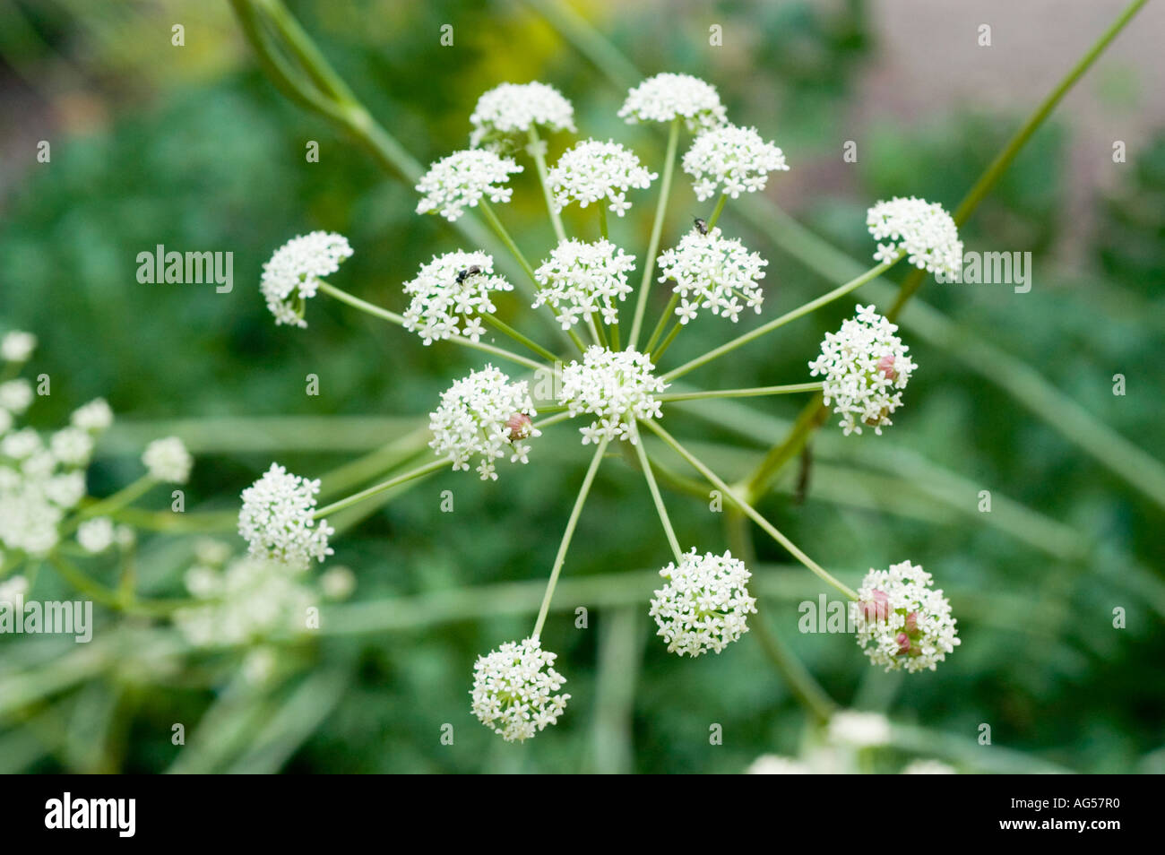 White flowers of broad leaved spignel Umbelliferae Peucedanum cervaria ...