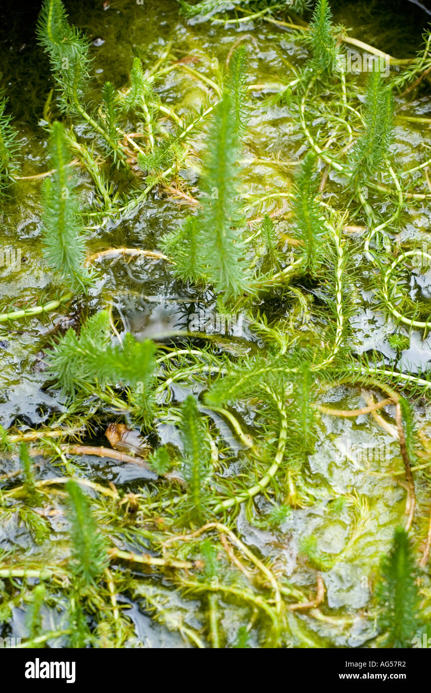 Water plant common mare s tail Hippuridaceae Hippuris vulgaris Stock ...