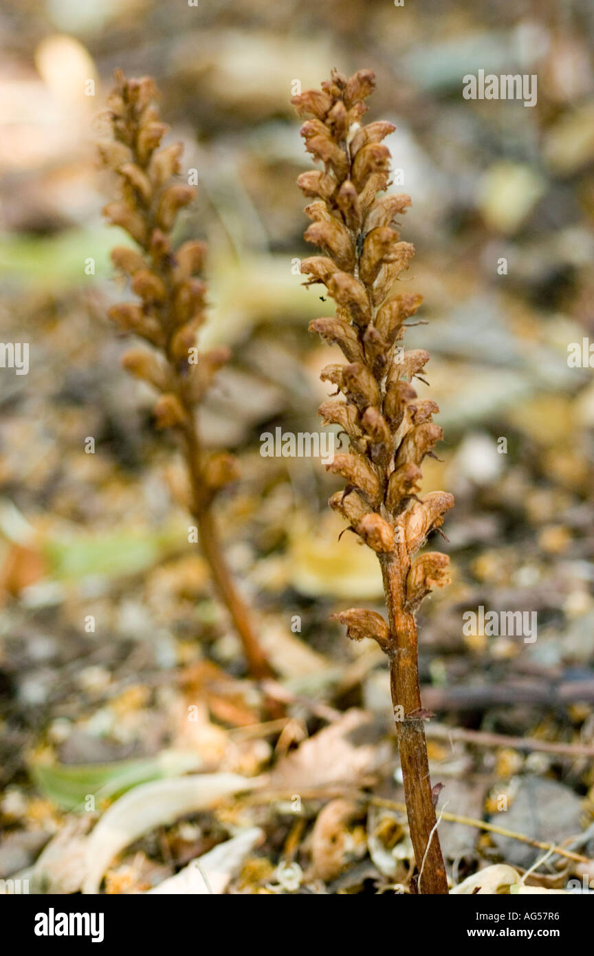 Berberis invasive plant Orobanchaceae Orobanche lucorum or Orobanche ...