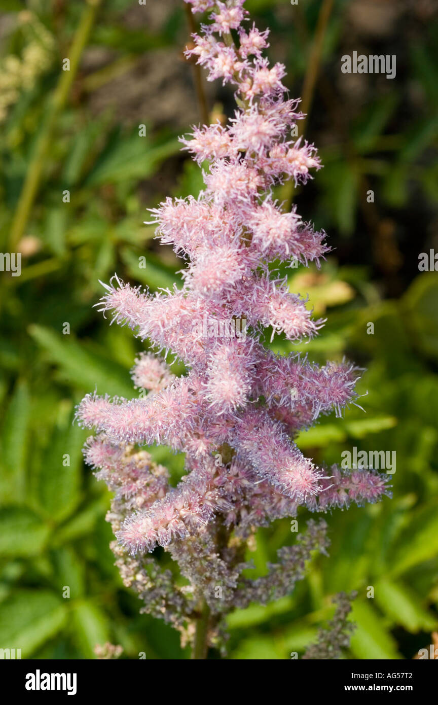 Pink flowers of Chinese astilbe Saxifragaceae Astilbe chinensis China ...
