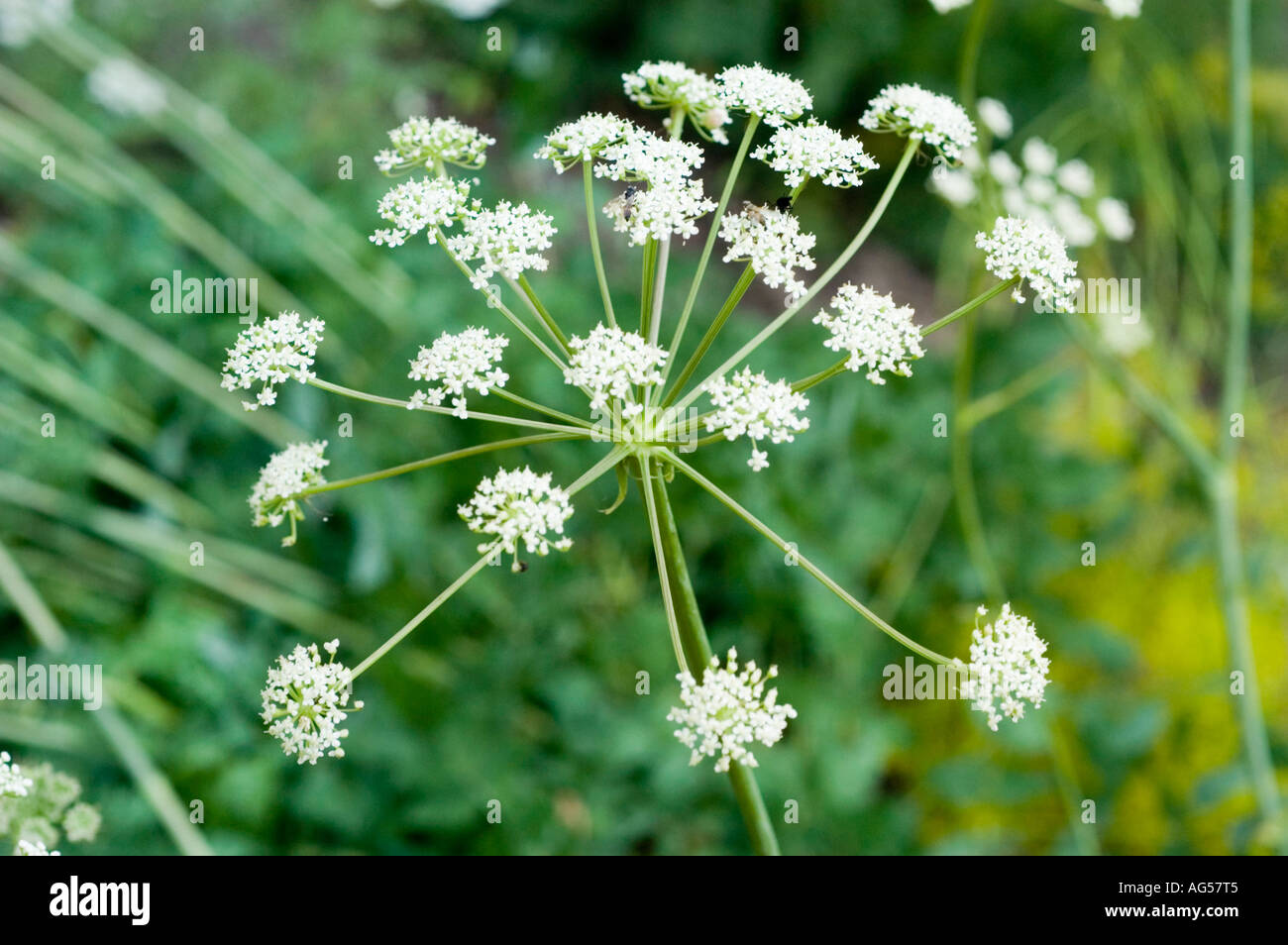 White flowers of broad leaved spignel Umbelliferae Peucedanum cervaria ...