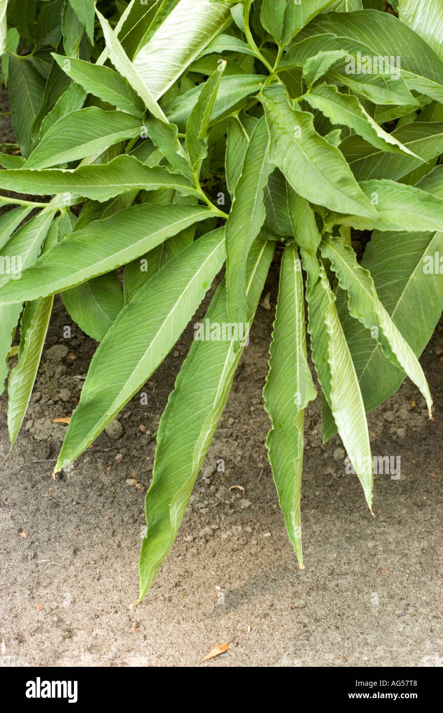 Sauromatum guttatum hi-res stock photography and images - Alamy