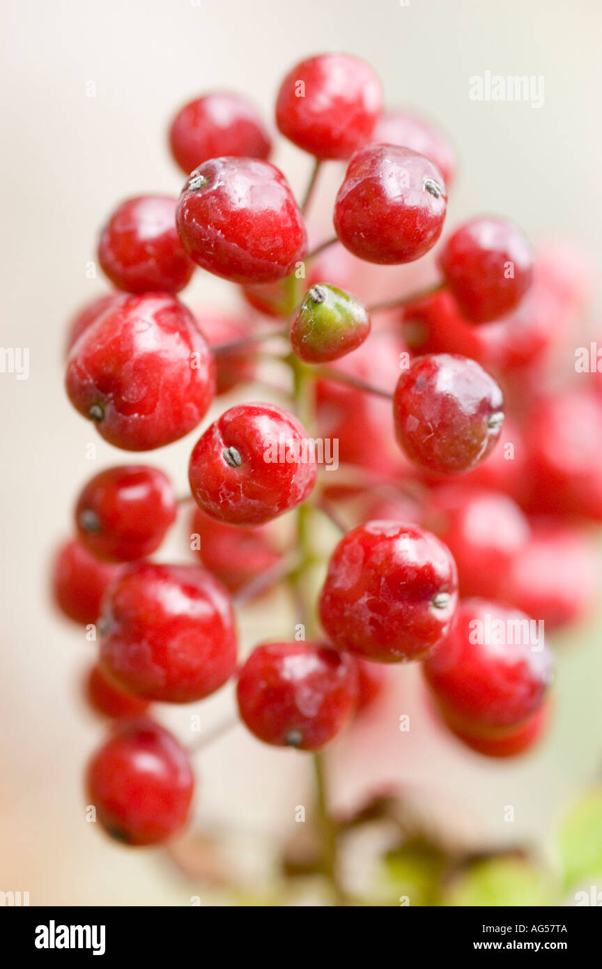 Red Baneberry fruits Ranunculaceae Actaea rubra North America Stock ...