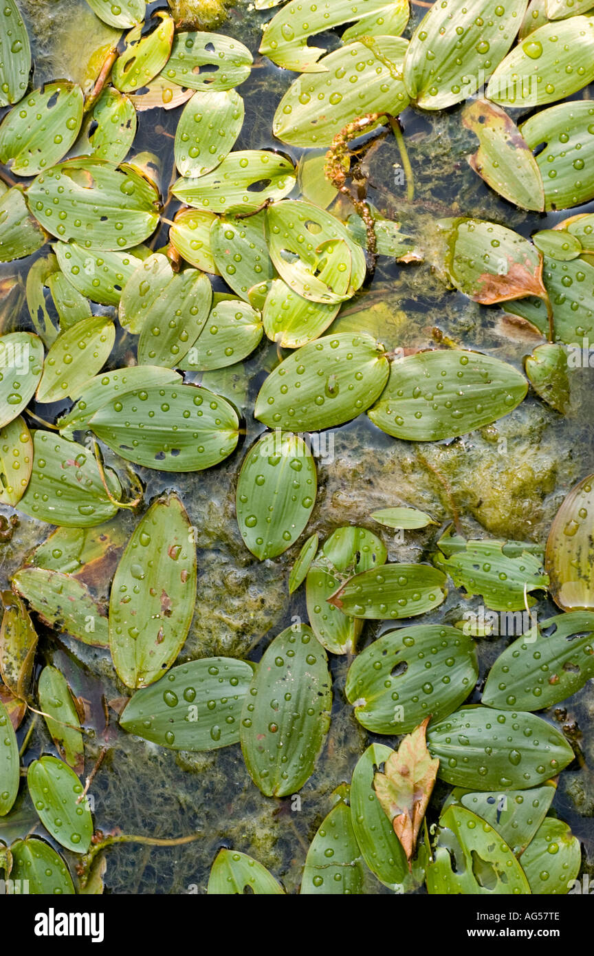 Floating leaf pondweed hi-res stock photography and images - Alamy