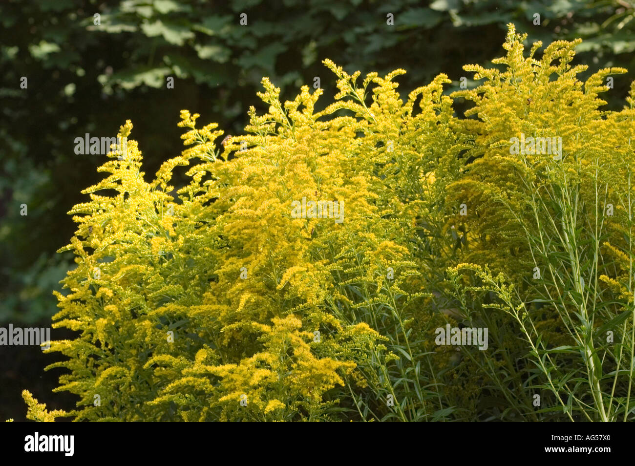 Bright yellow flowers of Canada goldenrod (Solidago canadensis) in full ...