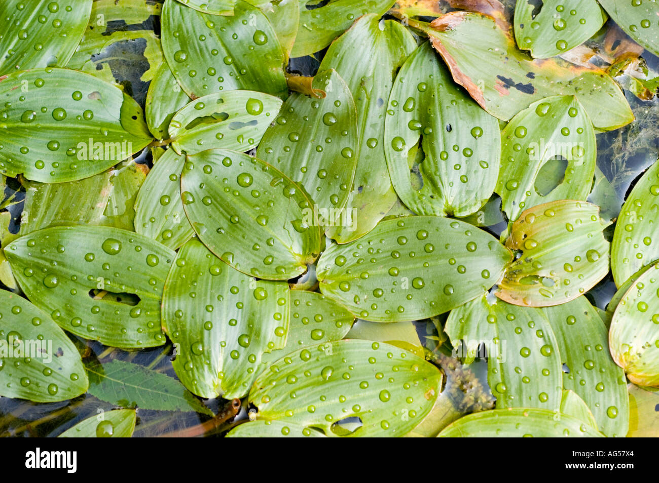broadleaf pondweed or floating leaf pondweed or potamot flottat ...