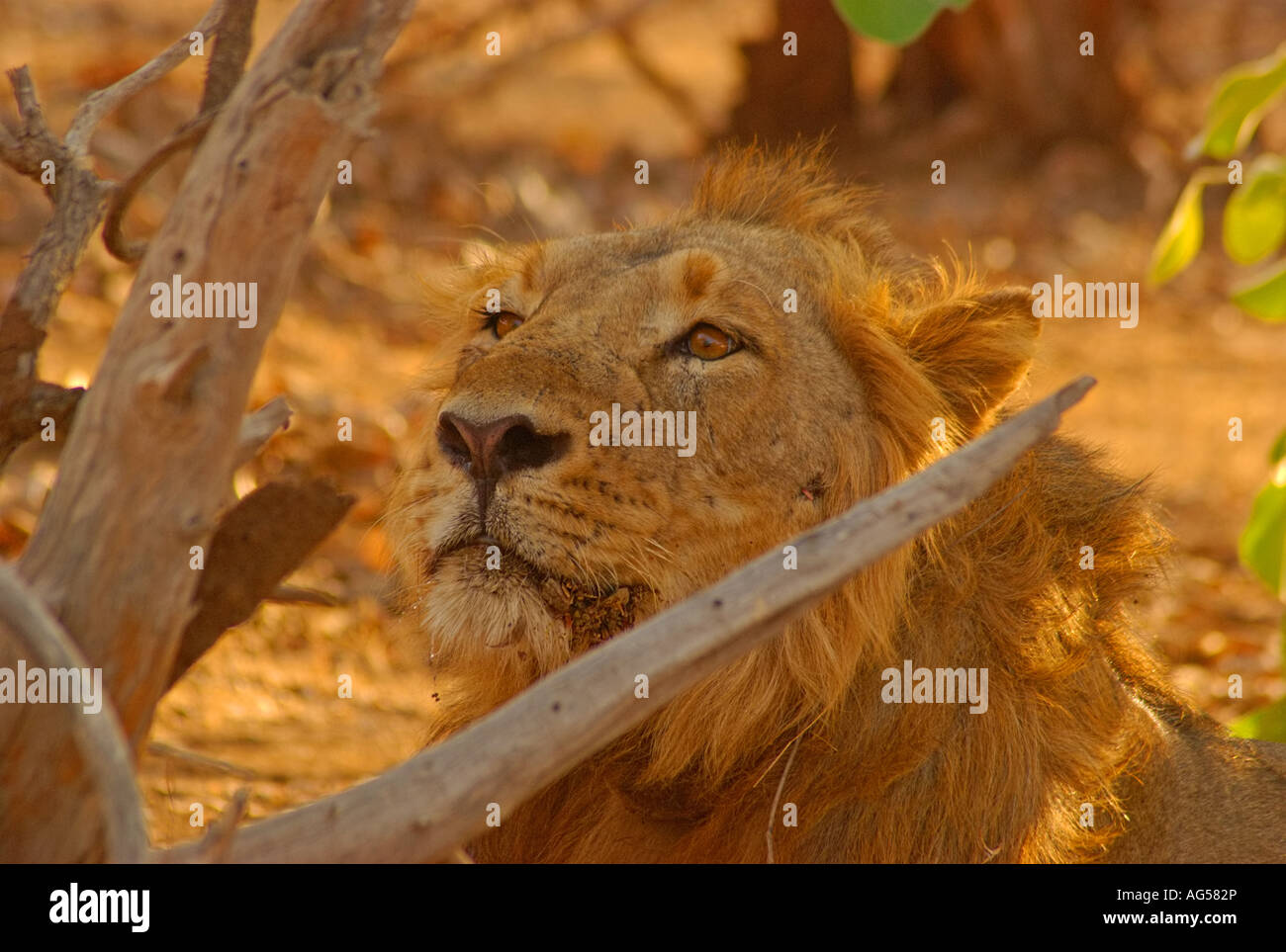 male asiatic lion portrait Stock Photo - Alamy