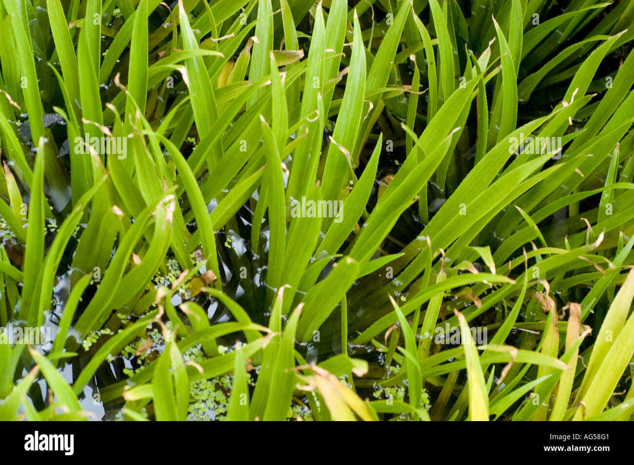 Water soldiers hi-res stock photography and images - Alamy